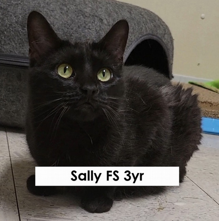 Tri-C Vet Tech Adoptable Animals: Cleveland, Ohio